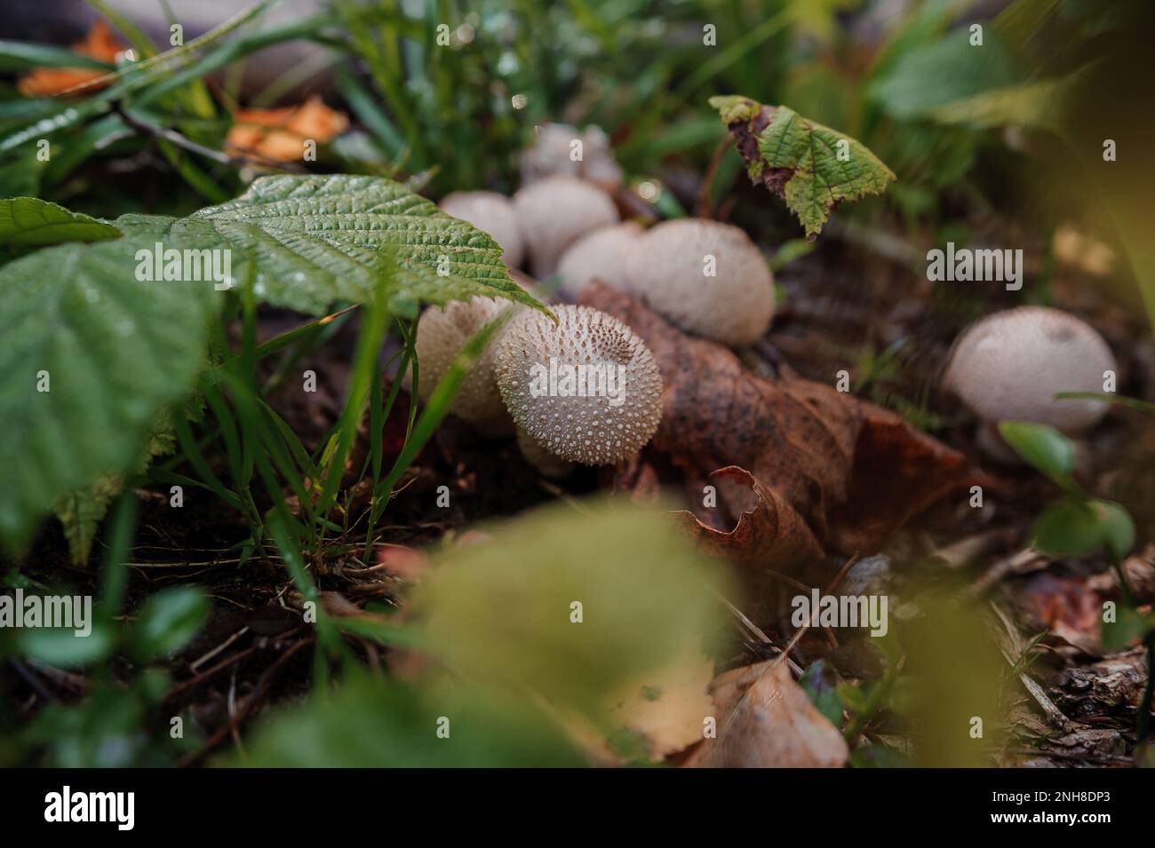 Prickly puffball mushroom grows in the forest, Lycoperdon marginatum ...
