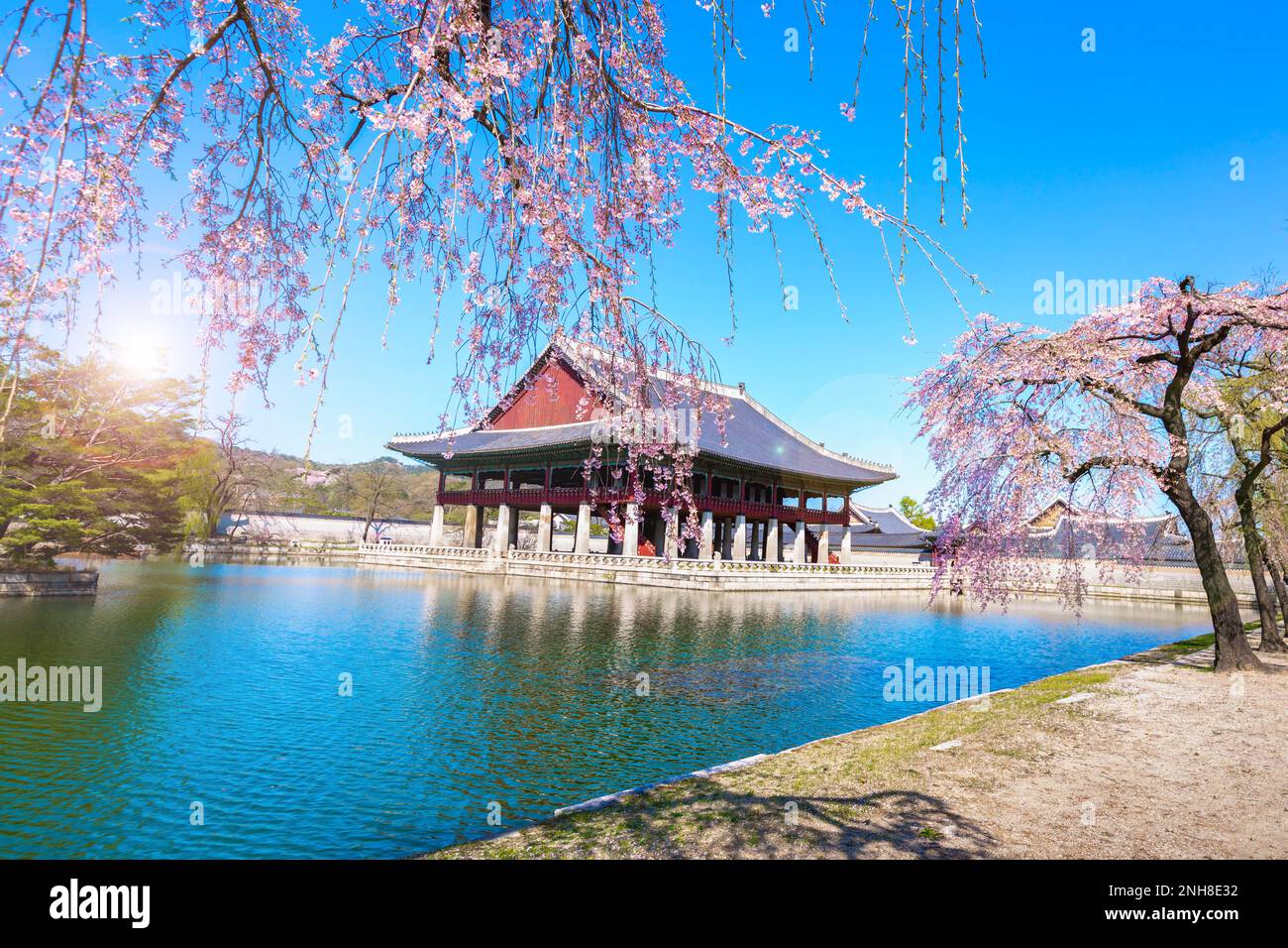 Gyeongbokgung palace with cherry blossom tree in spring time in seoul ...