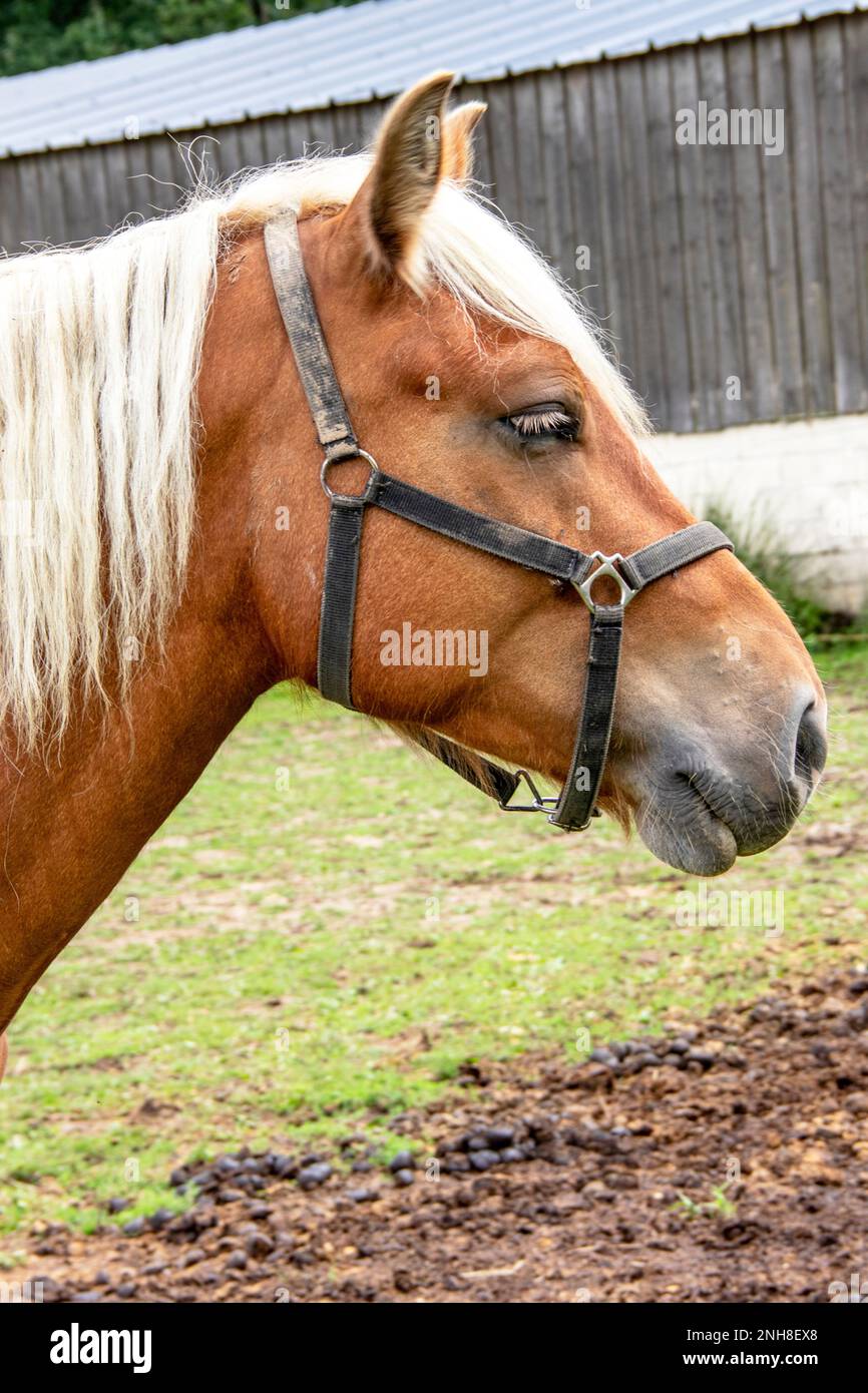 Comtoise race hi-res stock photography and images - Alamy