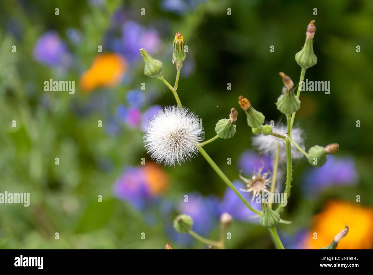 fluffy white seed head of corn sowthistle with colourful wild flowers ...