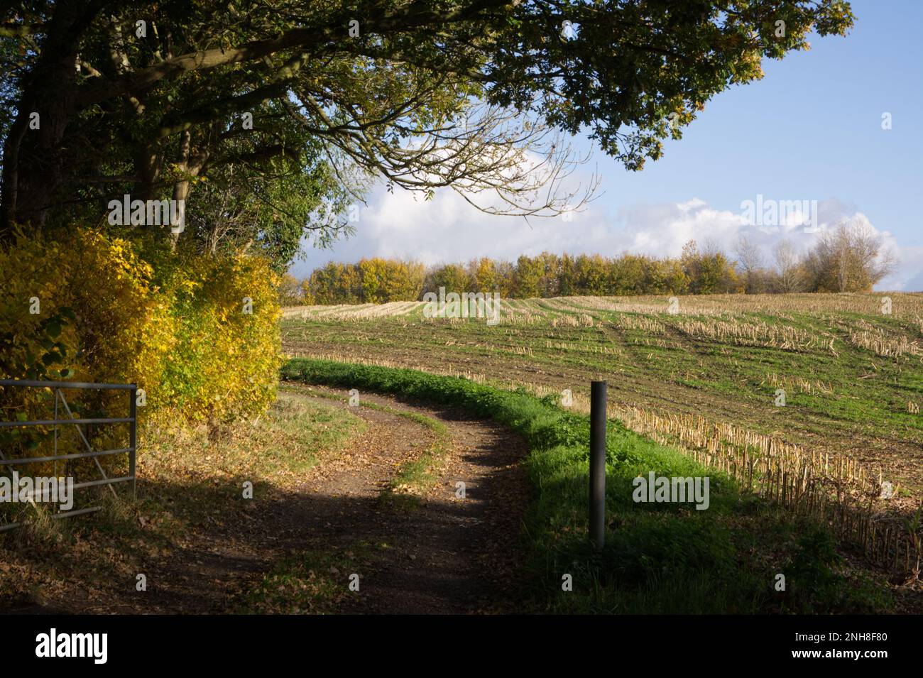 Field in Norfolk, East Anglia, England, UK Stock Photo - Alamy