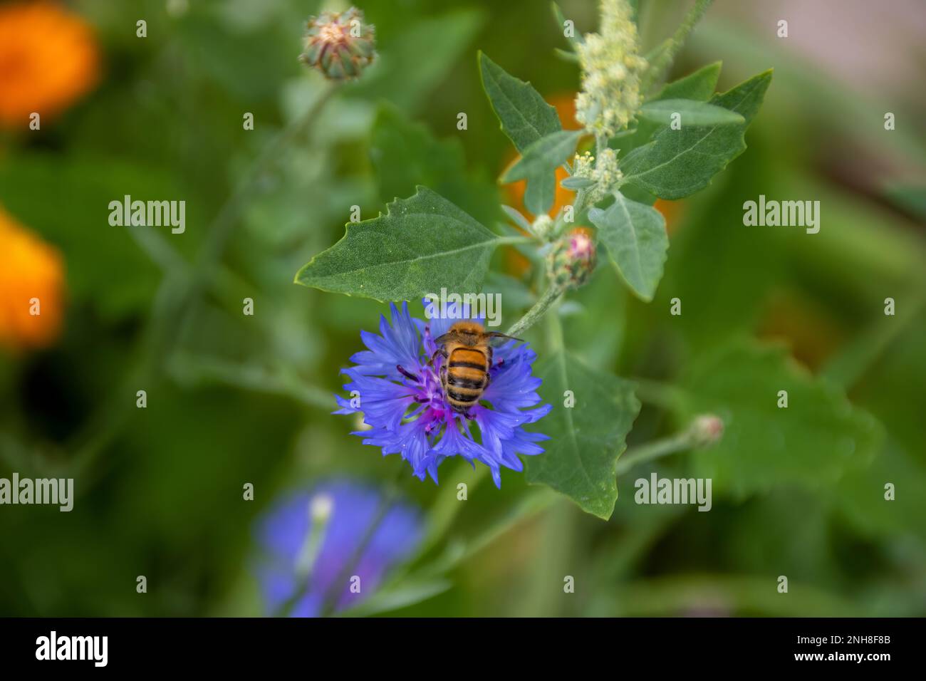 western honeybee collecting pollen from bright blue flower of the ...