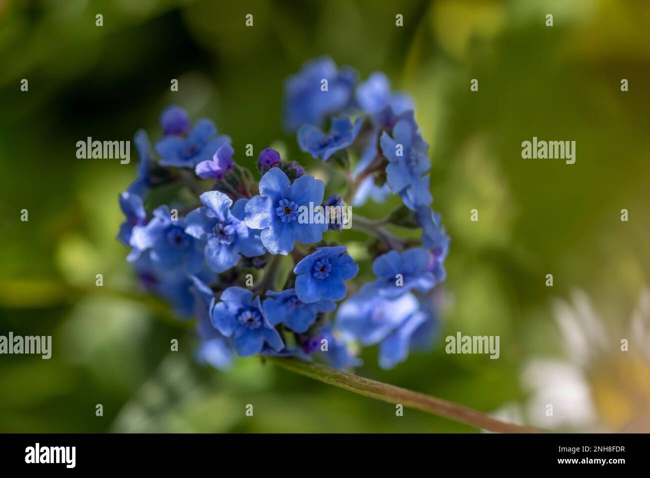 close up of forget me nots a symbol of true love and respect with a ...