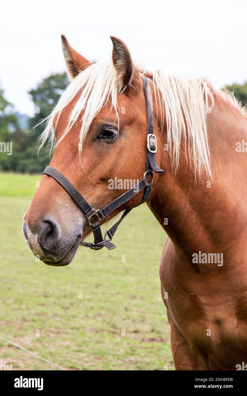 Comtoise race hi-res stock photography and images - Alamy