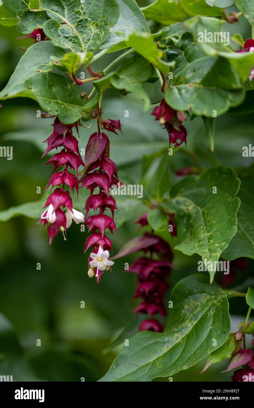 white and pink trumpet shaped flowers of pheasant berry plant also ...