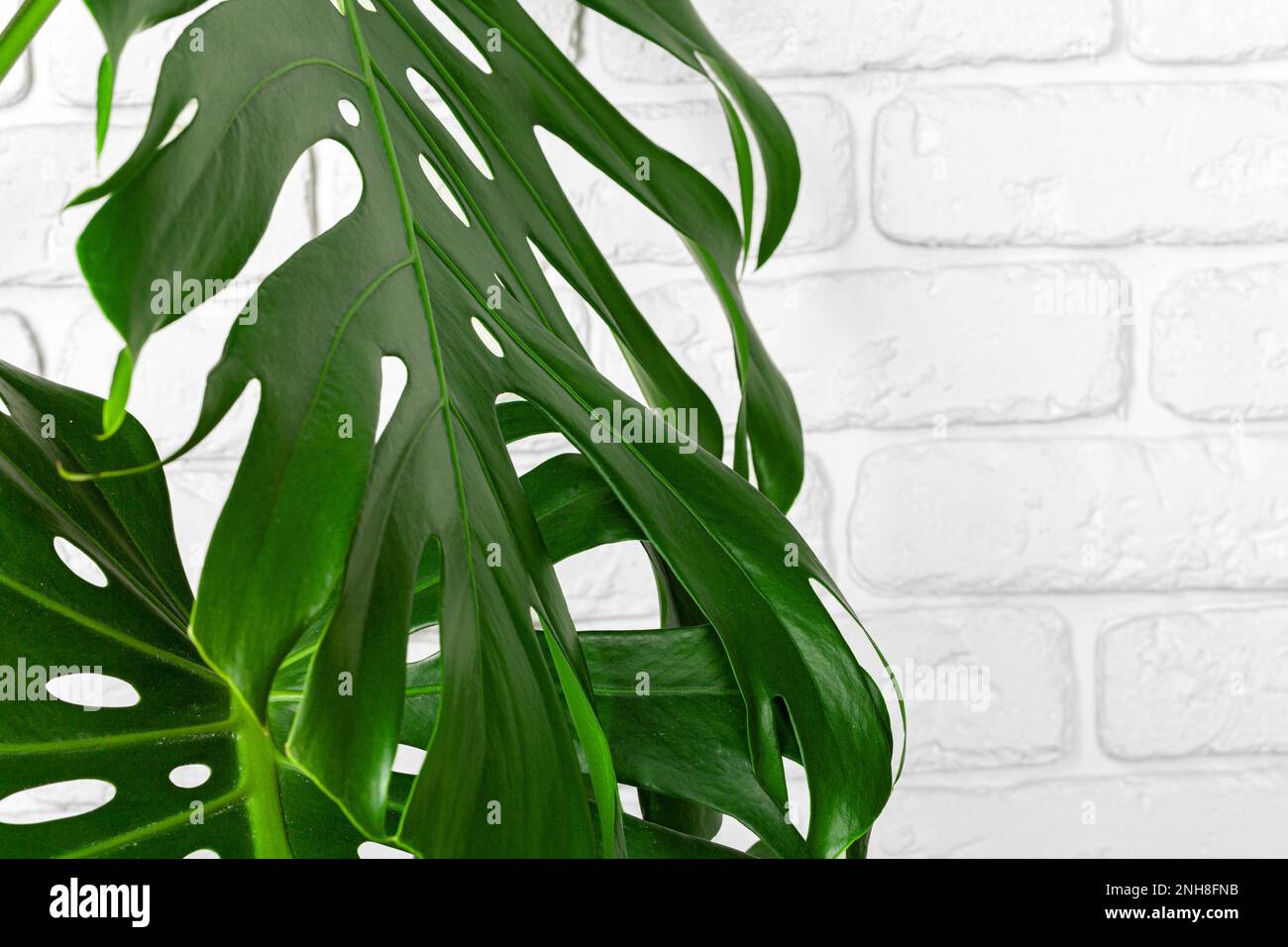 Close up of a monstera plant leaves against white brick wall Stock ...