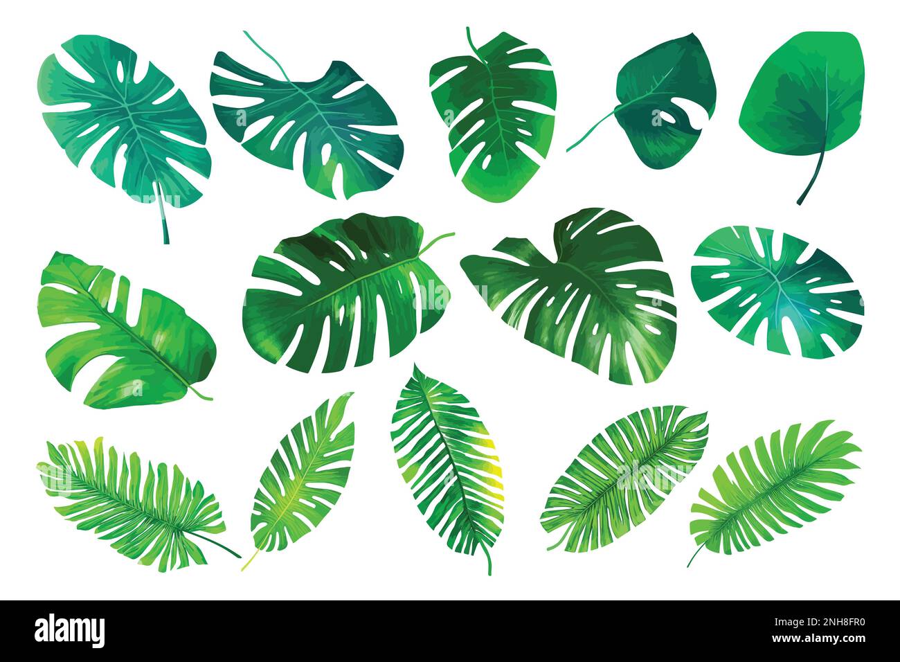 Tropical botanical leaves collection. Vector isolated elements on the ...