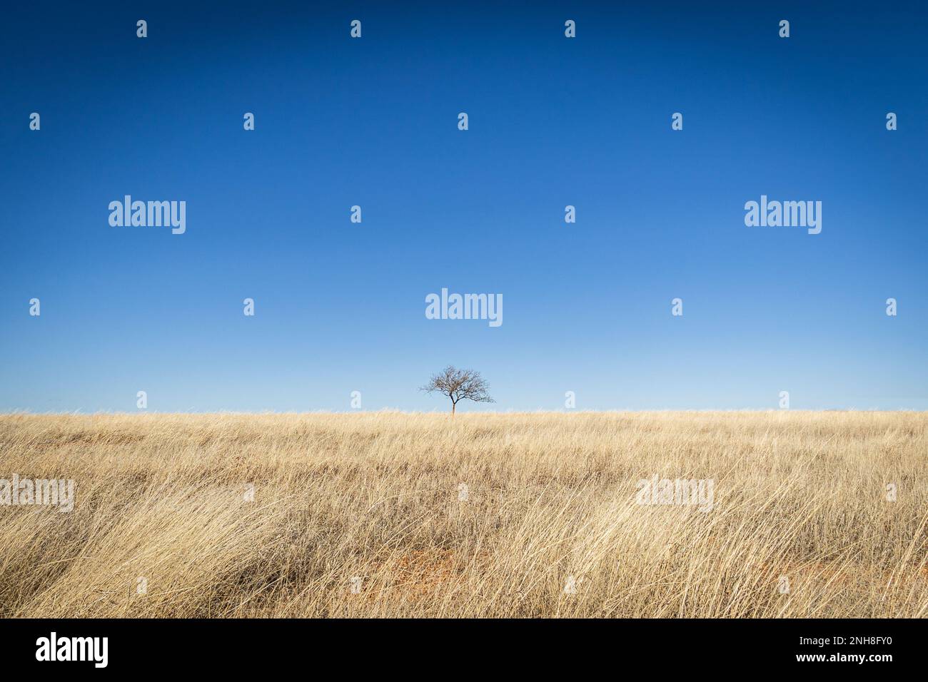 Lone tree on grassland hi-res stock photography and images - Alamy