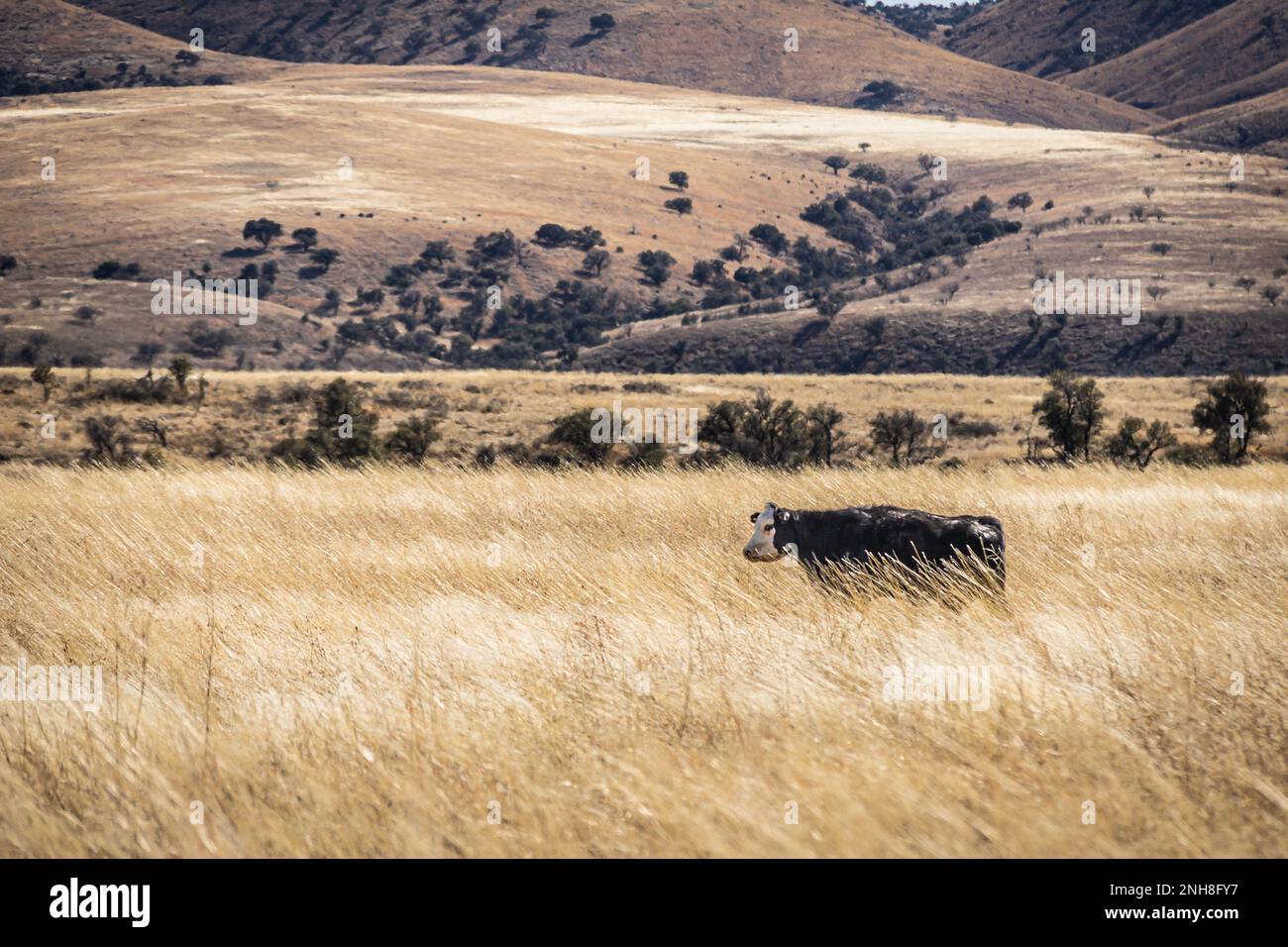 A cow in an arid pasture of high grass with a mountain in the distance ...