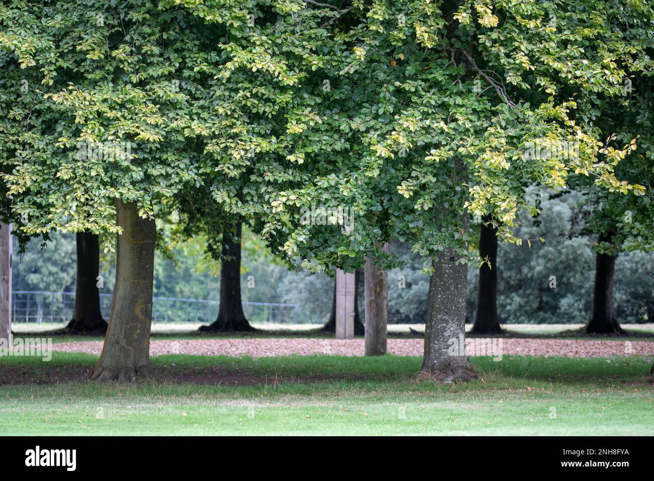 Beech view hi-res stock photography and images - Alamy