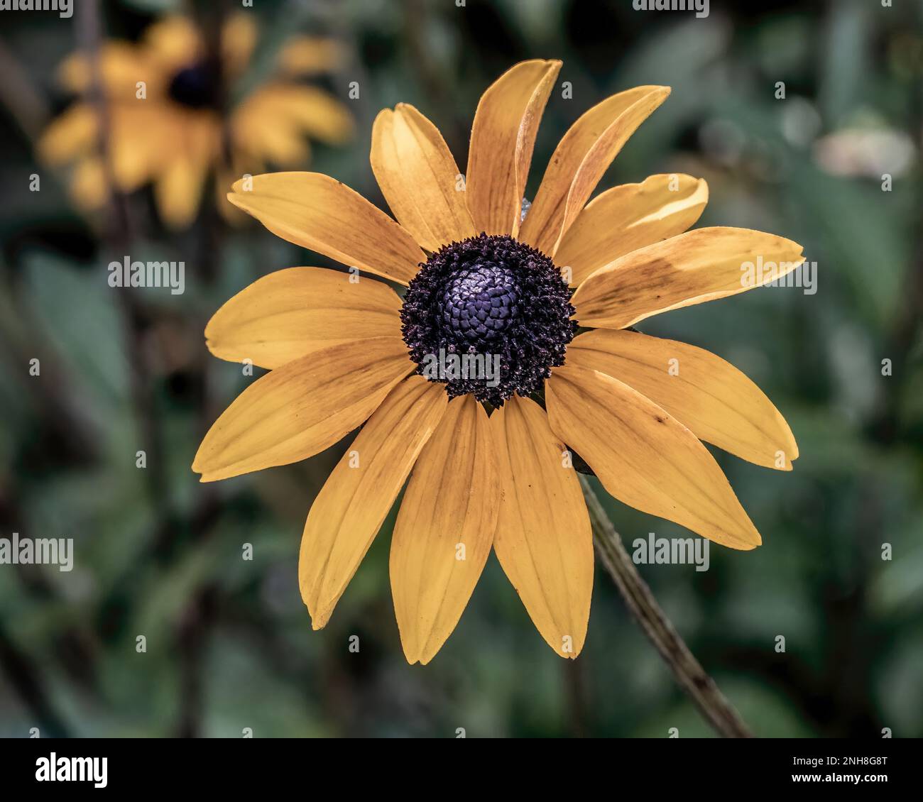Pretty yellow rudbeckia growing in a fall garden in Taylors Falls ...