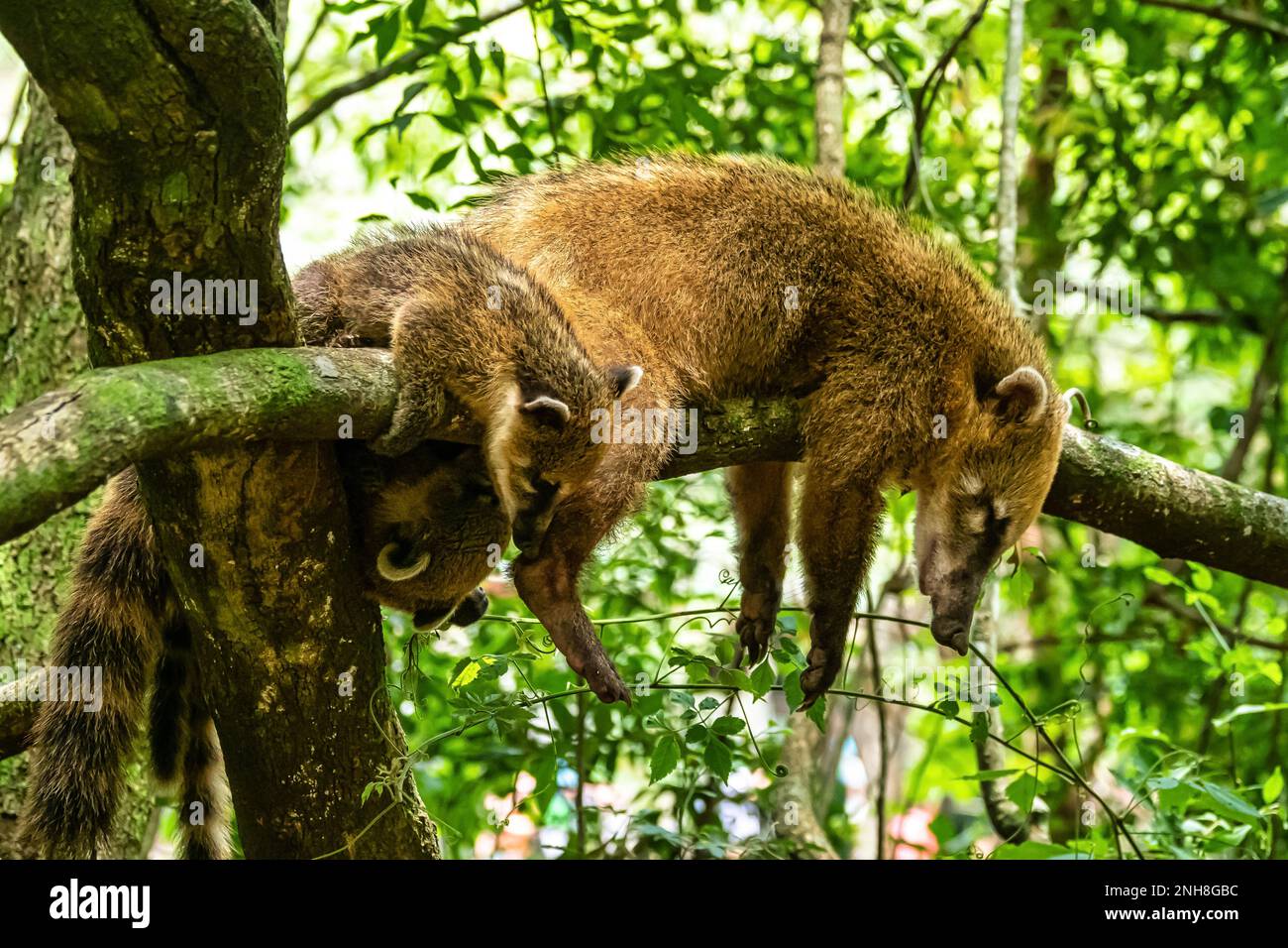 Family of South American Coati, Ring-tailed Coati, Nasua nasua at Iguazu Falls, Puerto Iguazu ...