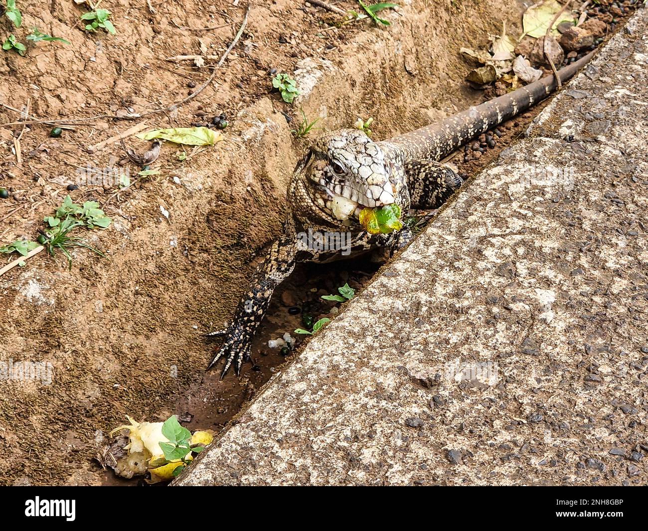 Argentine black and white tegu, Salvator merianae eating fruits at the ...