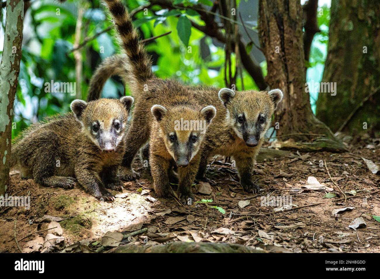 Family of South American Coati, Ring-tailed Coati, Nasua nasua at ...