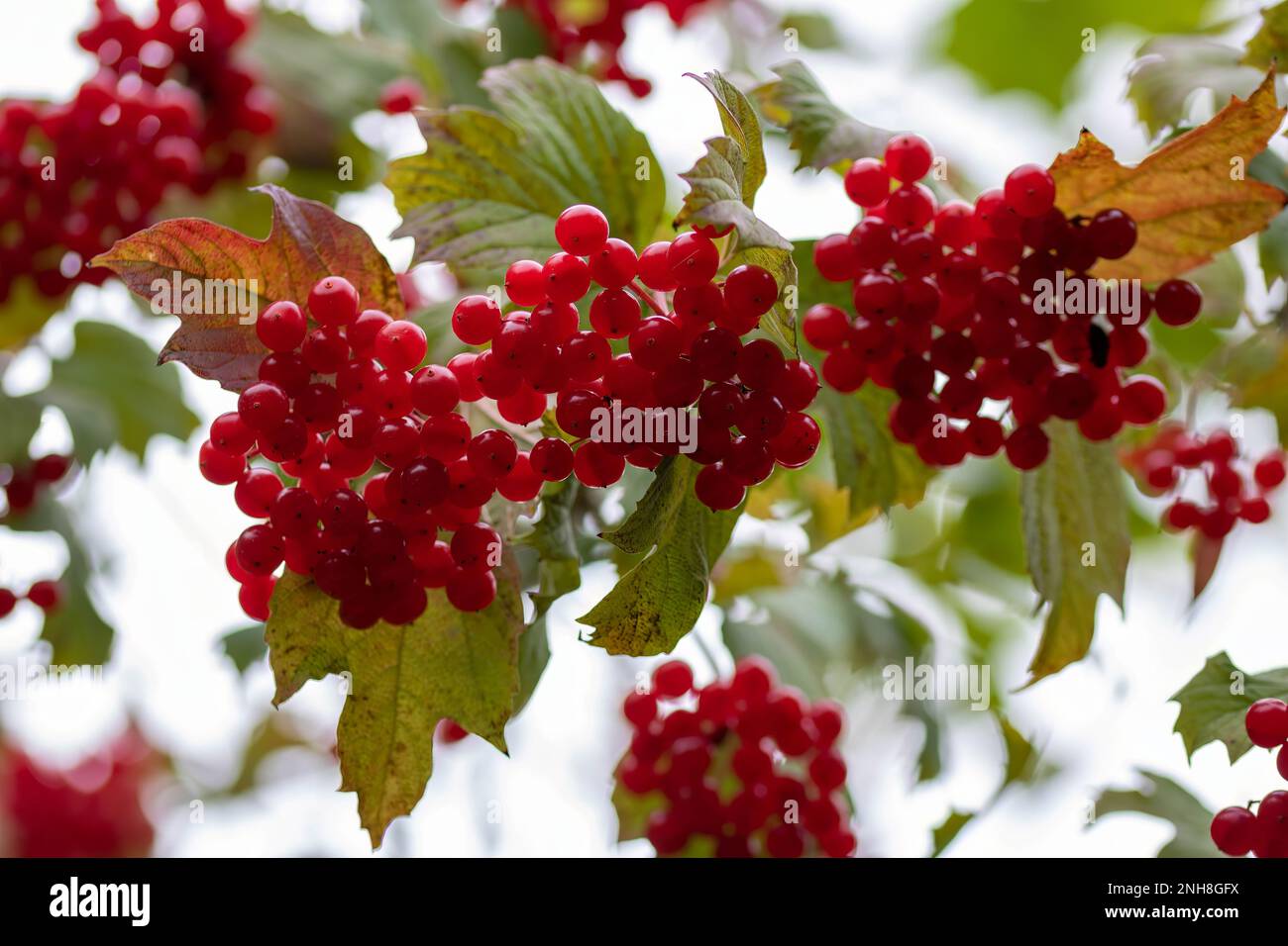 bright red berries and leaves of high bush cranberry viburnum opulus ...