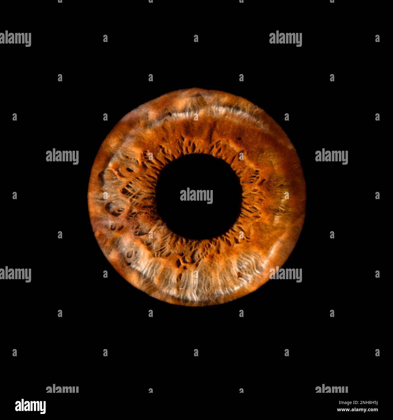Iris eye cutout hi-res stock photography and images - Alamy