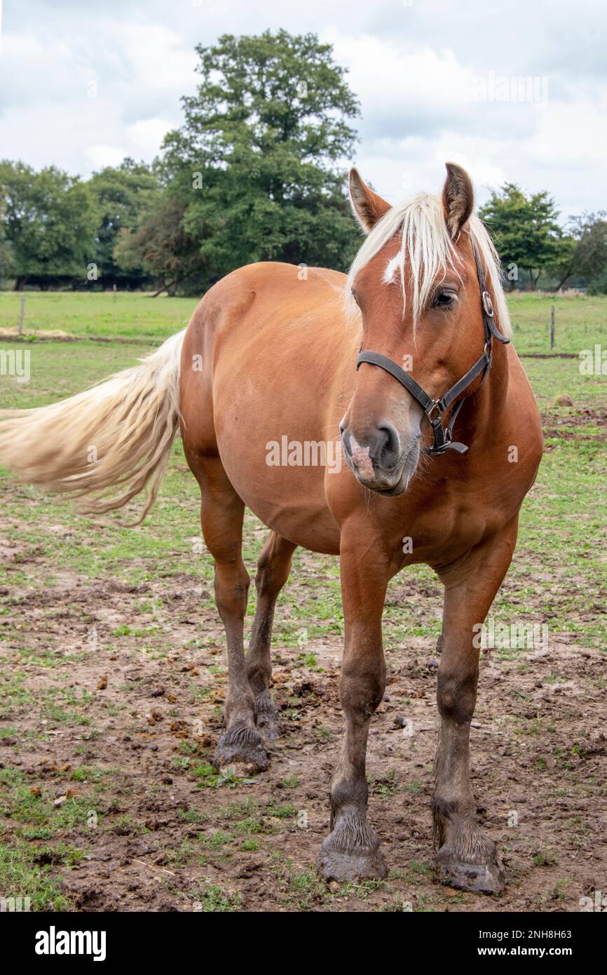 Comtoise breed horse in full length Stock Photo - Alamy
