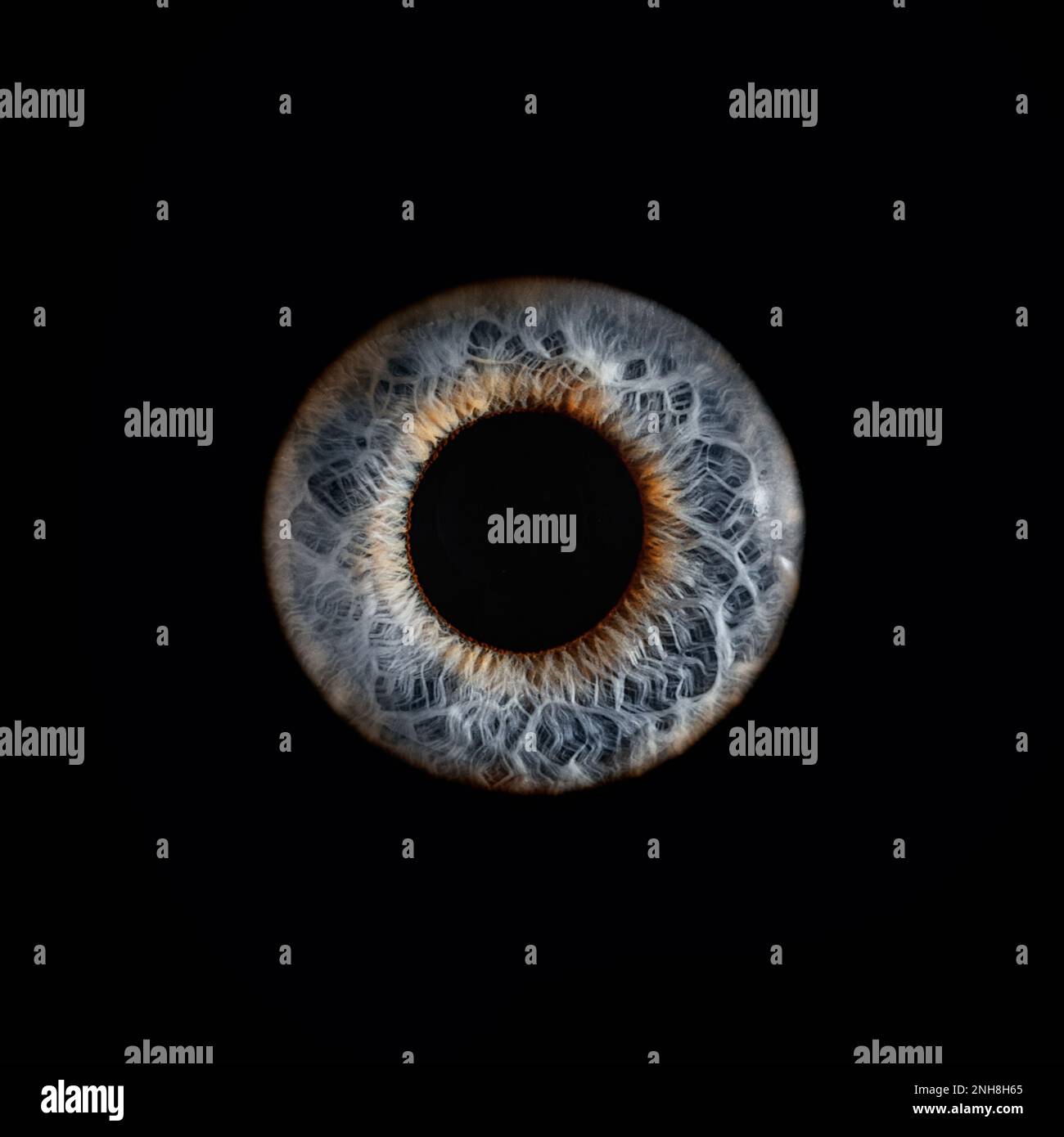 Heterochromia iris hi-res stock photography and images - Alamy