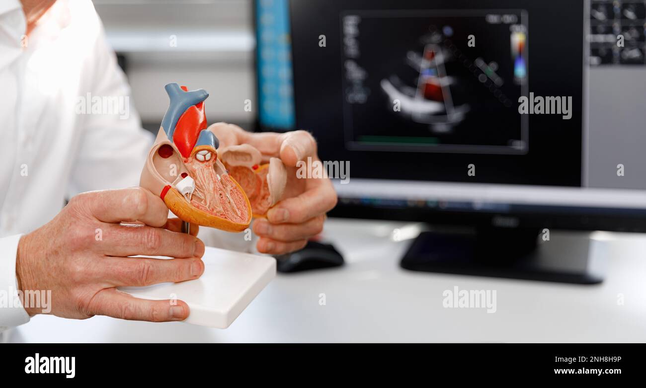 Anatomical model of the human heart in doctor's hands. Cardiological ...
