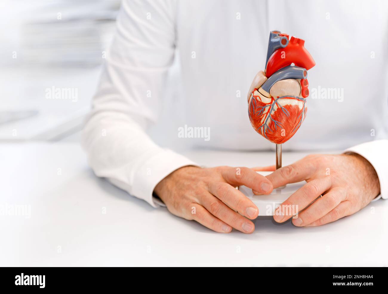 Anatomical model of the human heart in doctor's hands. Cardiological ...