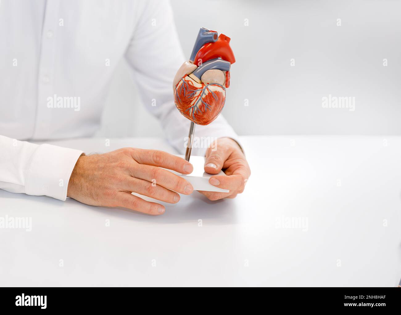 Anatomical model of the human heart in doctor's hands. Cardiological ...