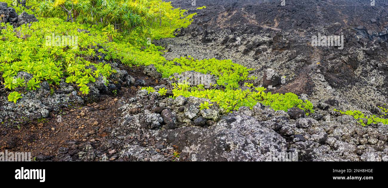 Female Hiker on The Kipapa O Kikapi'ilani Trail, Waianapanapa State ...