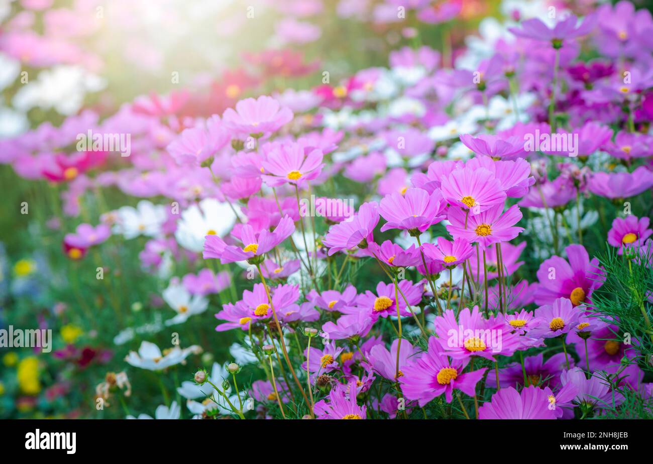 Cosmos flower with landscape hi-res stock photography and images - Alamy