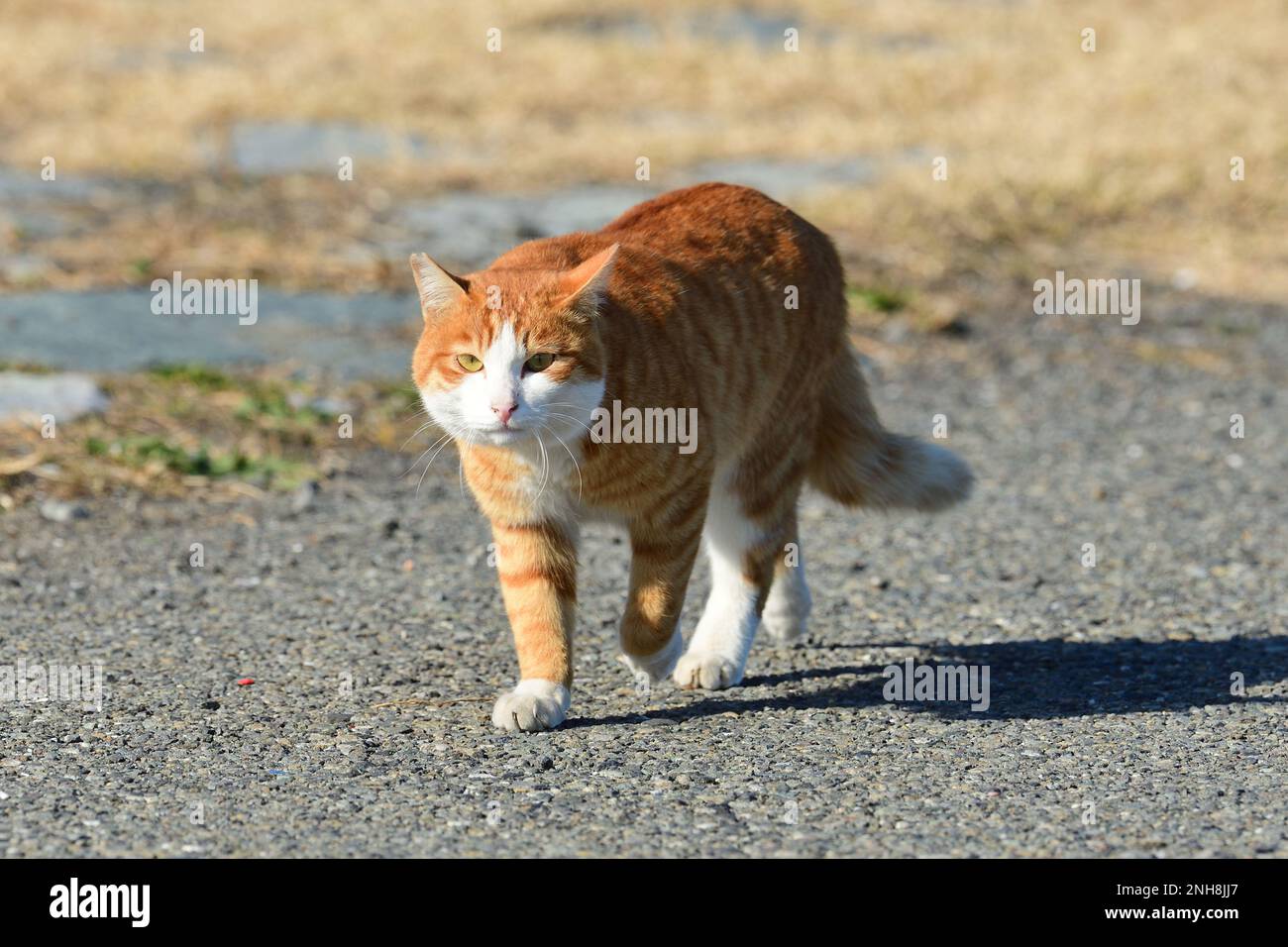 Tabby cat in park hi-res stock photography and images - Alamy