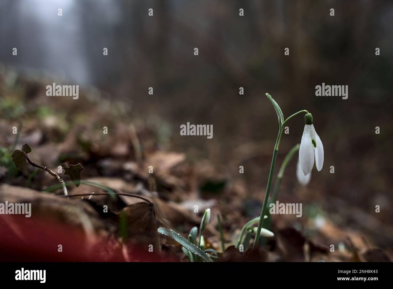Spring snowflakes with grass and foliage seen up close Stock Photo - Alamy