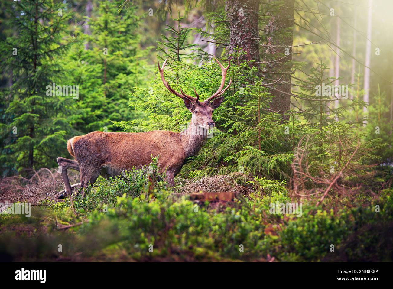 Deer, Cervus elaphus, with antlers growing on velvet.A huge deer in ...