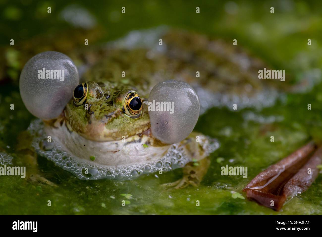 Frog in water. One breeding male pool frog crying with vocal sacs on ...
