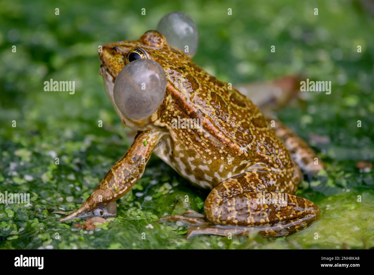 Frog in water. One breeding male pool frog crying with vocal sacs on ...