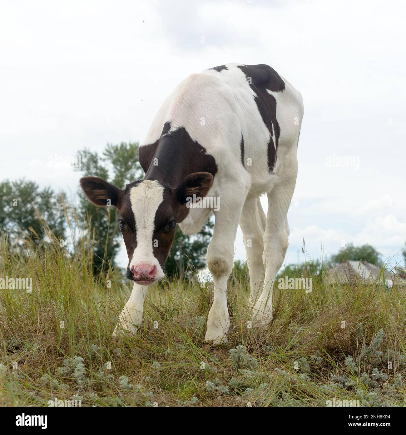 The one face of the little cow calf white with brown spots on the eyes ...
