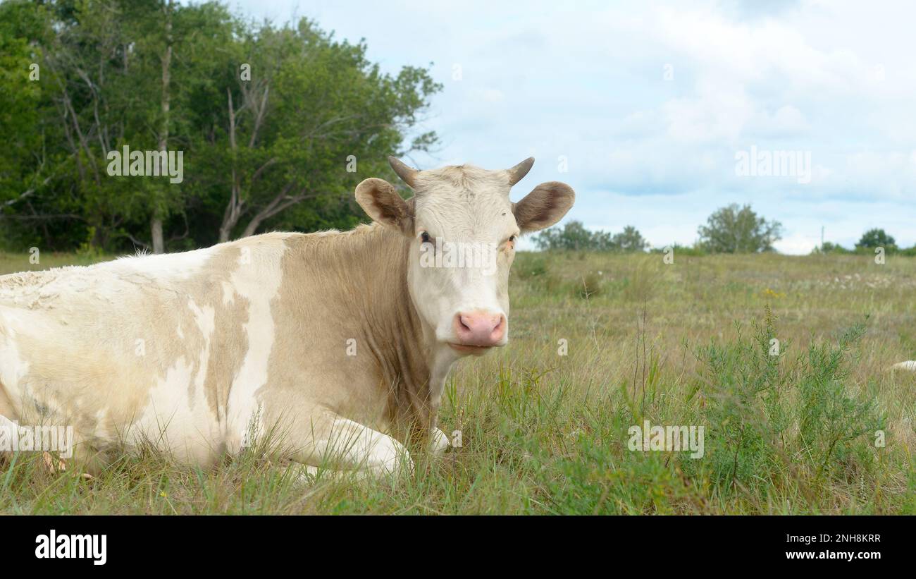 Cow lies on grass field hi-res stock photography and images - Alamy