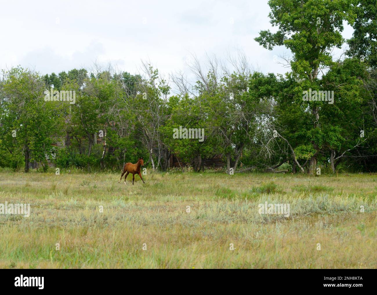 A small foal gallops merrily across a green field near the forest in ...