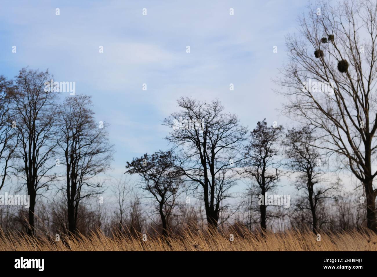 Awareness on trees hi-res stock photography and images - Alamy