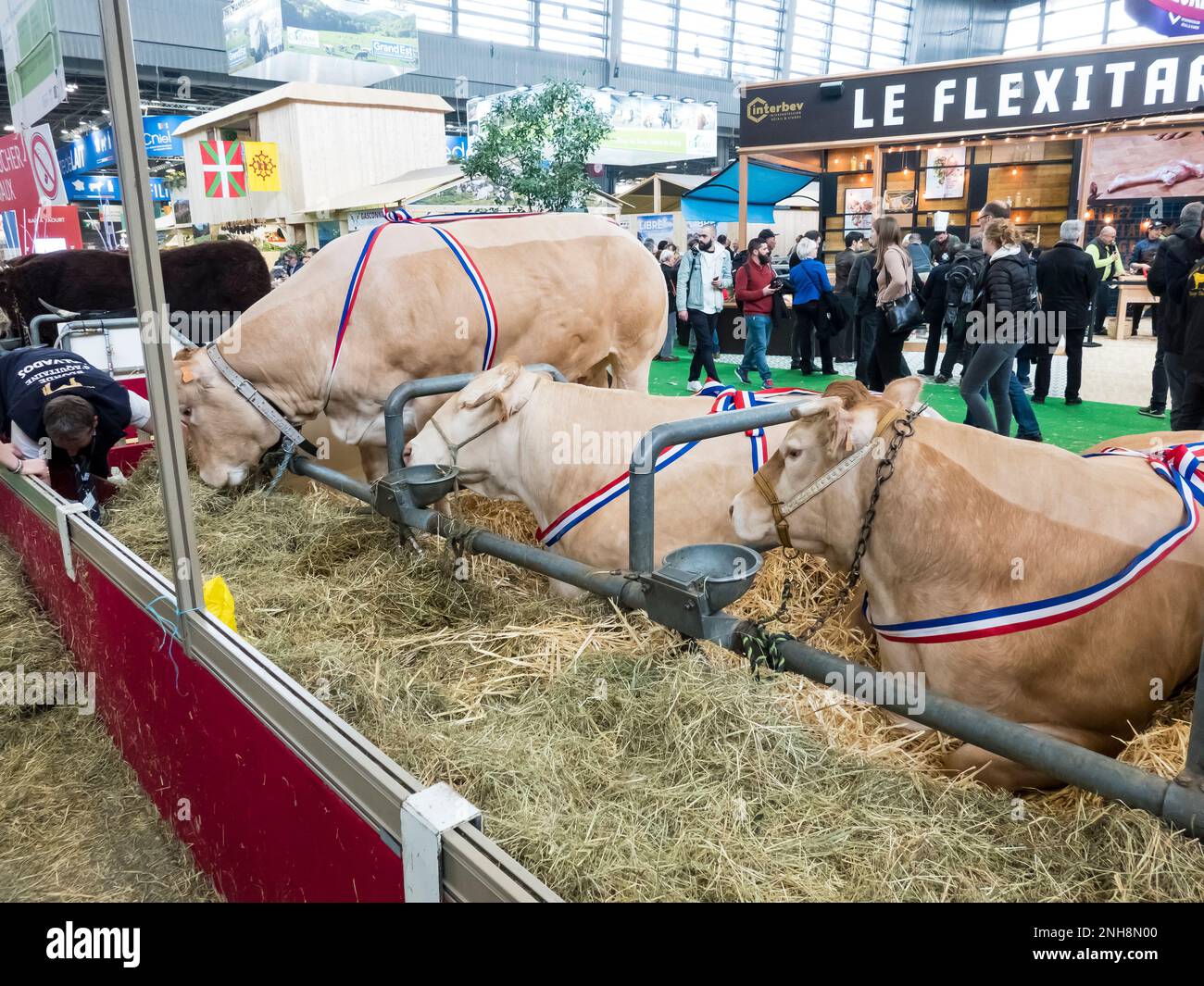 PARIS, FRANCE - MARCH Circa, 2020. Blonde d'Aquitaine cows at the ...