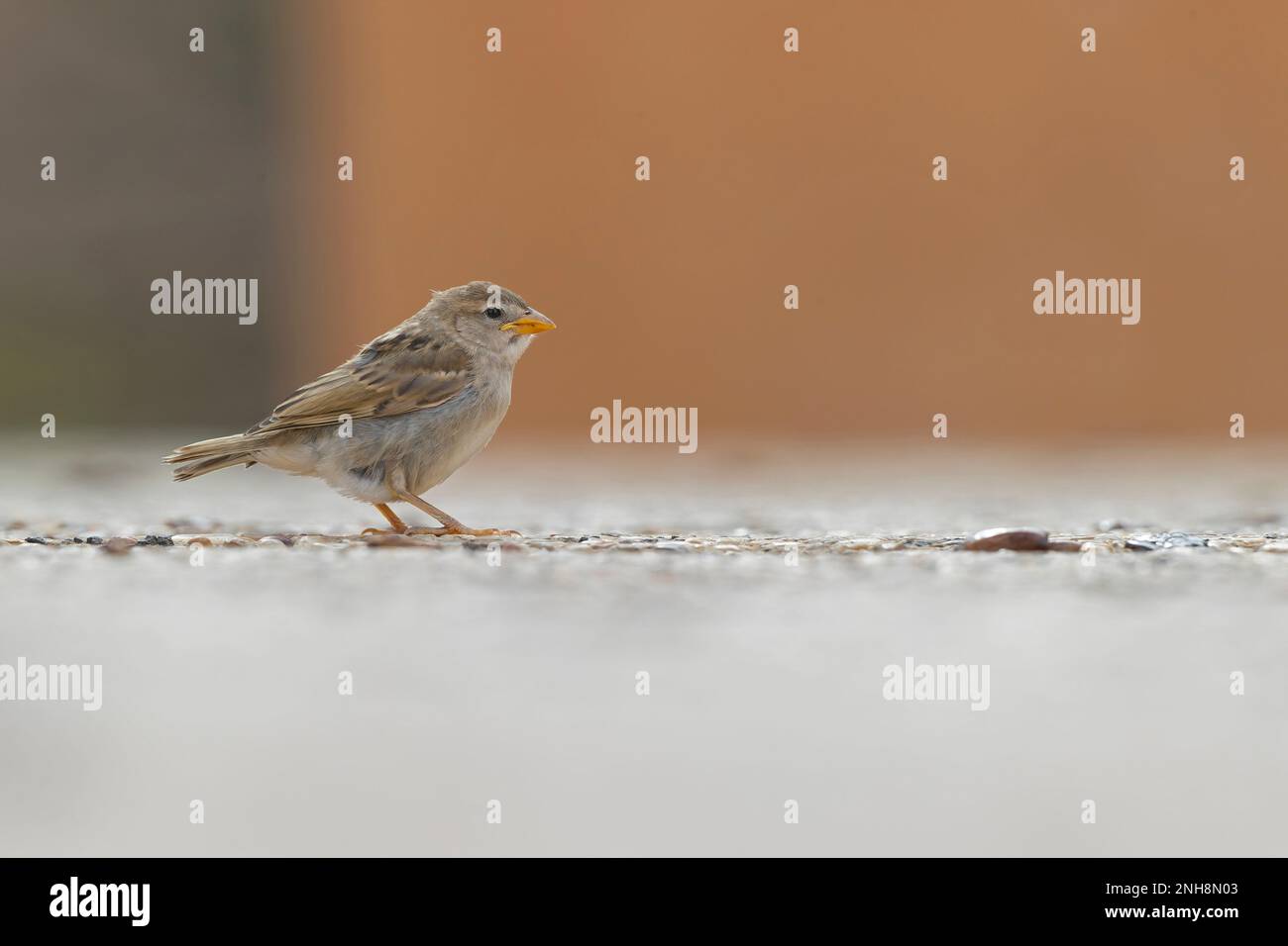 Spanish sparrow (Passer hispaniolensis) perched on the island of ...