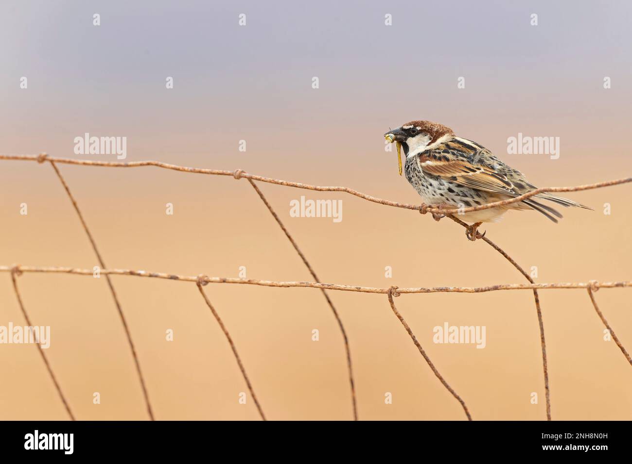 Spanish sparrow (Passer hispaniolensis) perched on the island of ...