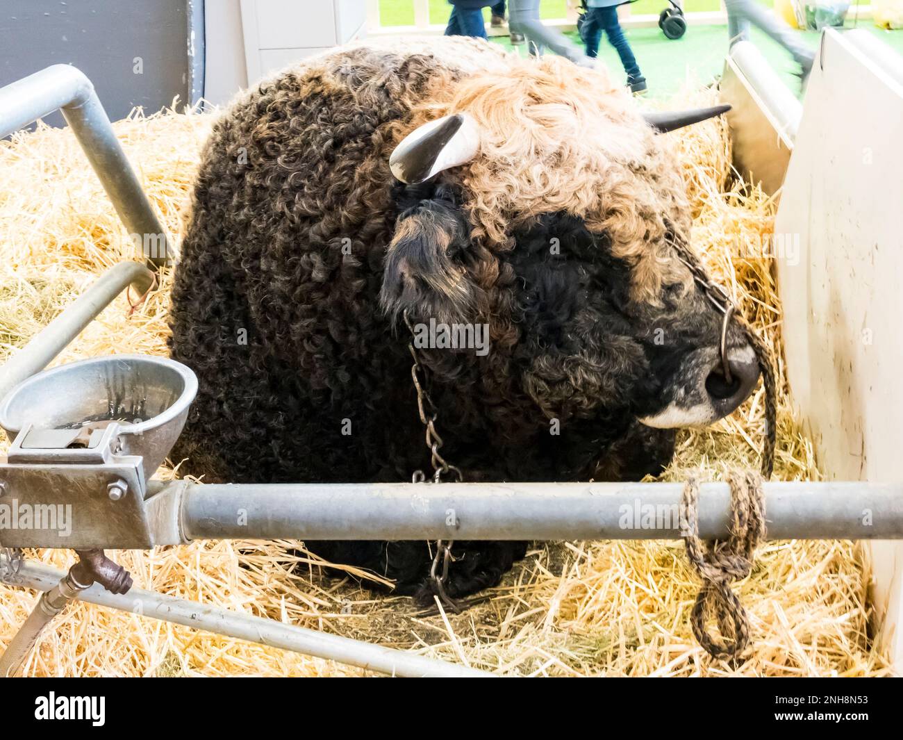 PARIS, FRANCE - MARCH Circa, 2020. Aubrac cow with big horns at the ...