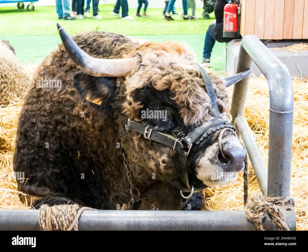 PARIS, FRANCE - MARCH Circa, 2020. Aubrac cow with big horns at the ...