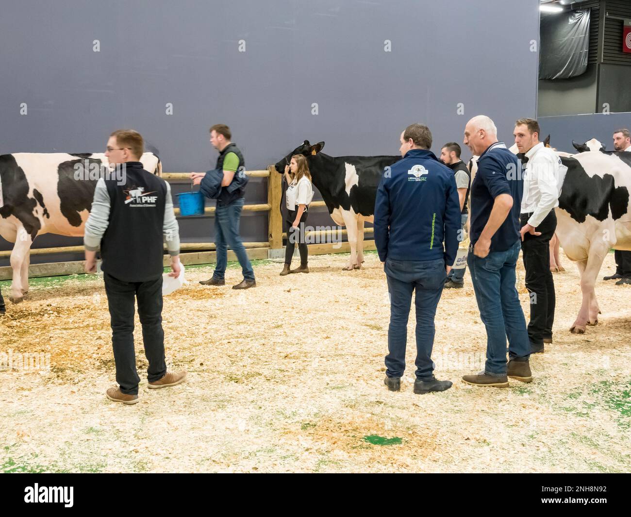 PARIS, FRANCE - MARCH Circa, 2020. Cows parade with farmers at the ...
