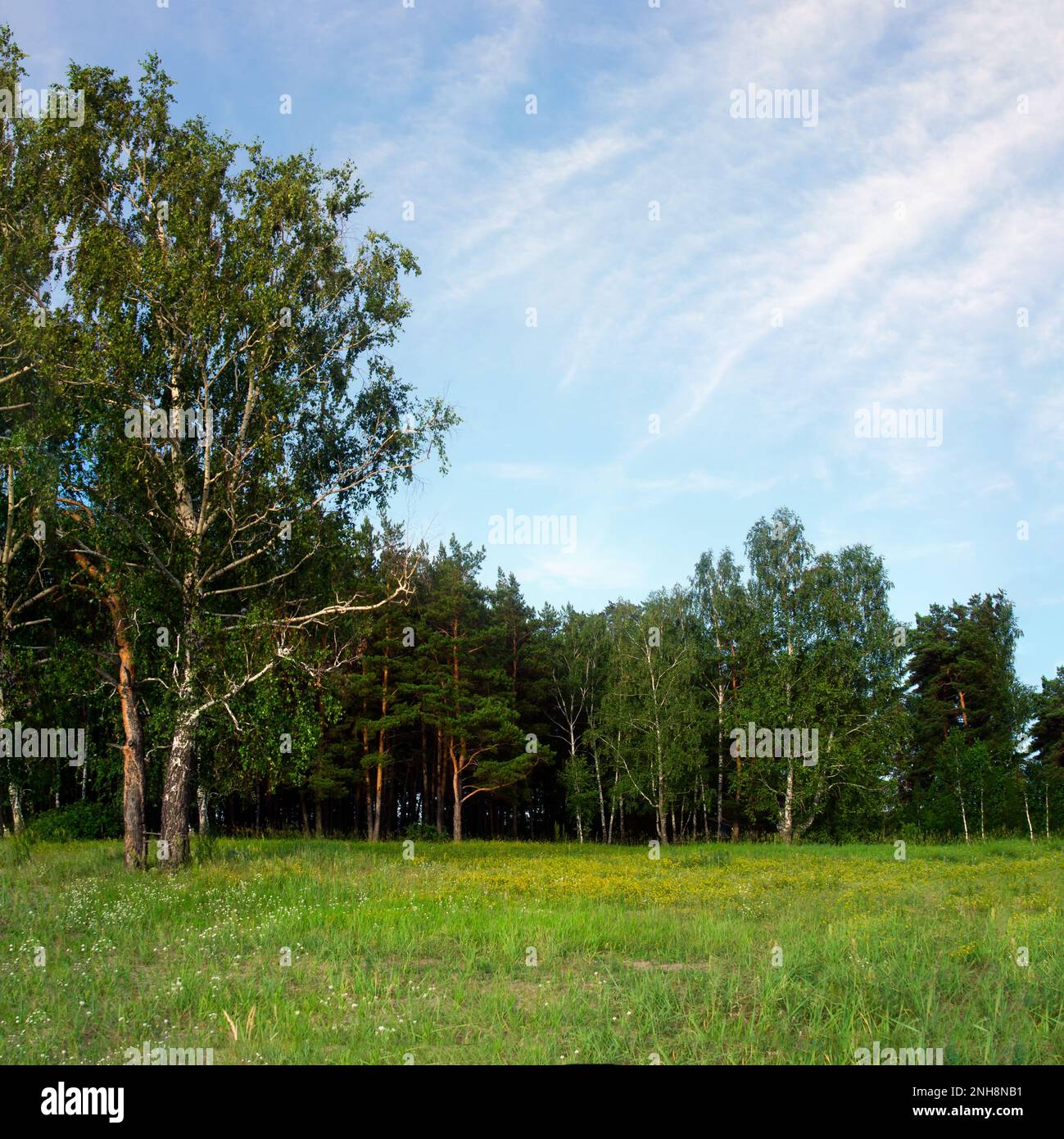 The plane flies over a field beside a forest in the distance Stock ...