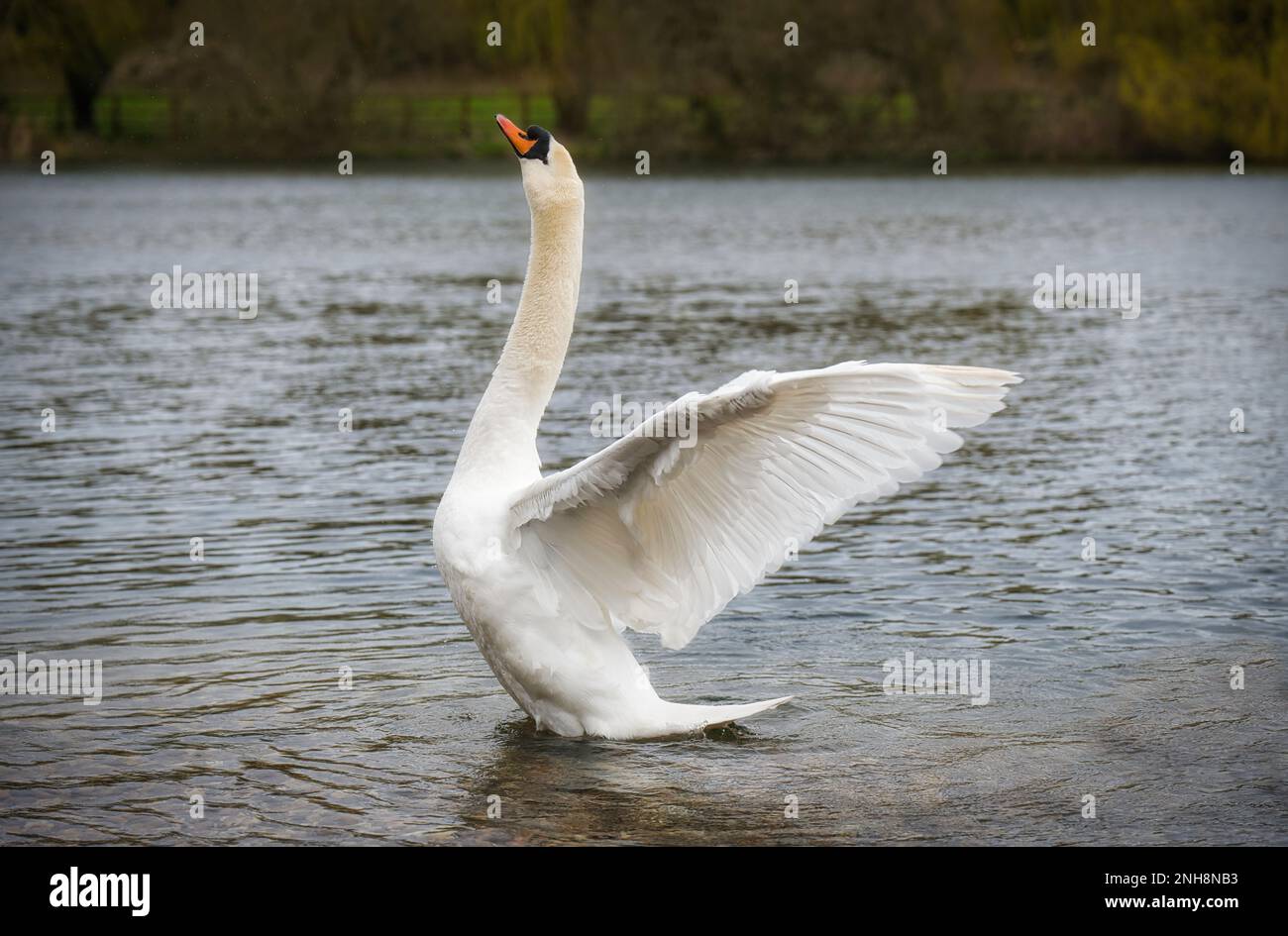 Beautiful white swan flapping hi-res stock photography and images - Alamy