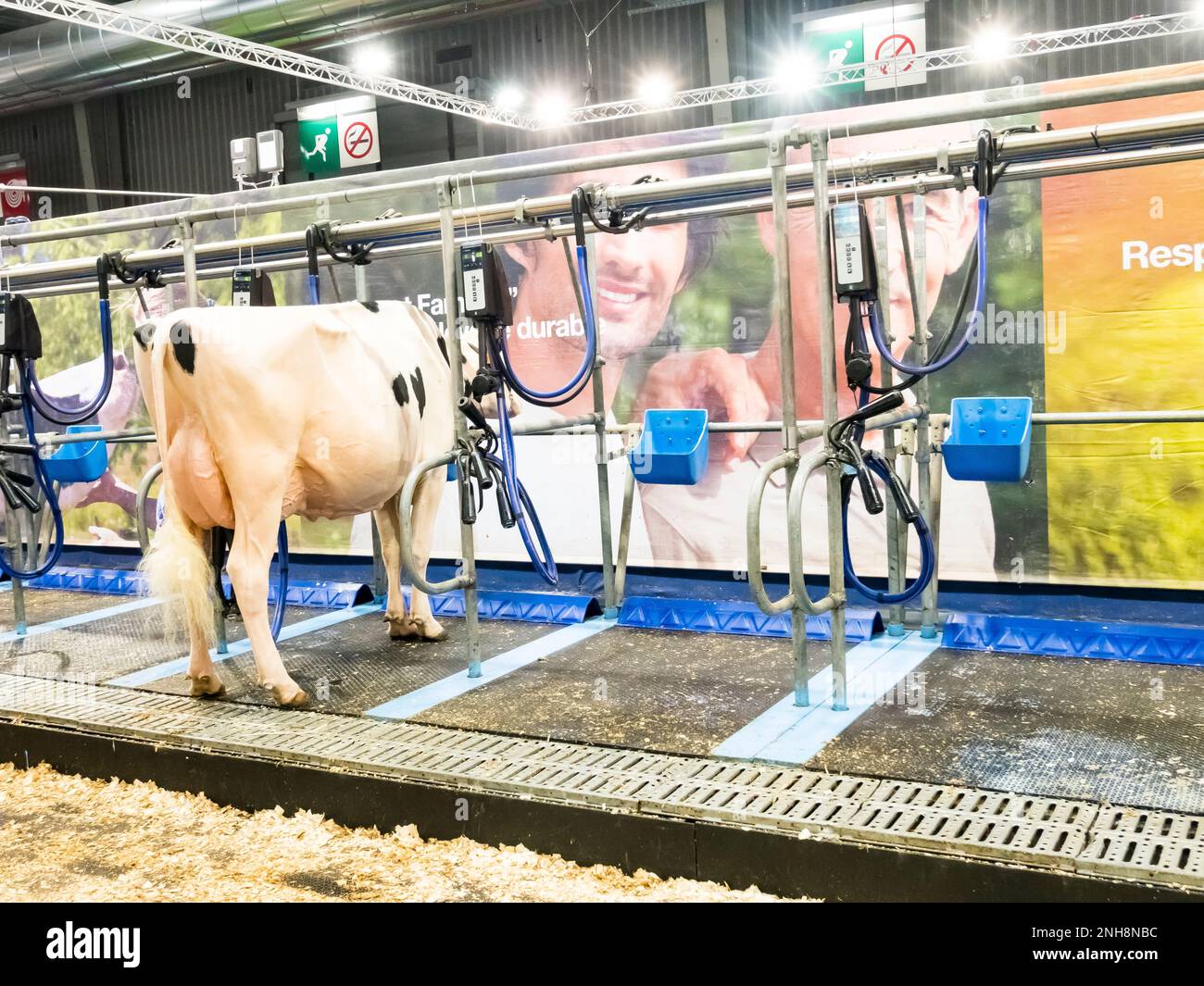 Milking Parlour Layout
