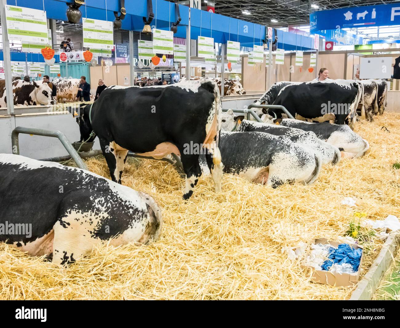 PARIS, FRANCE - MARCH Circa, 2020. Vosgienne cows at the international ...