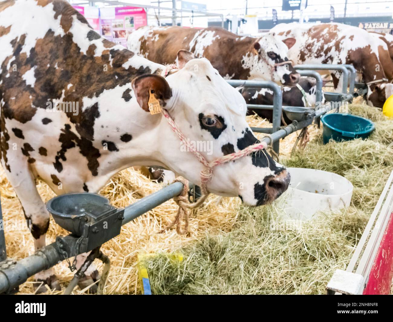 PARIS, FRANCE - MARCH Circa, 2020. Pie Rouge cows at the international ...