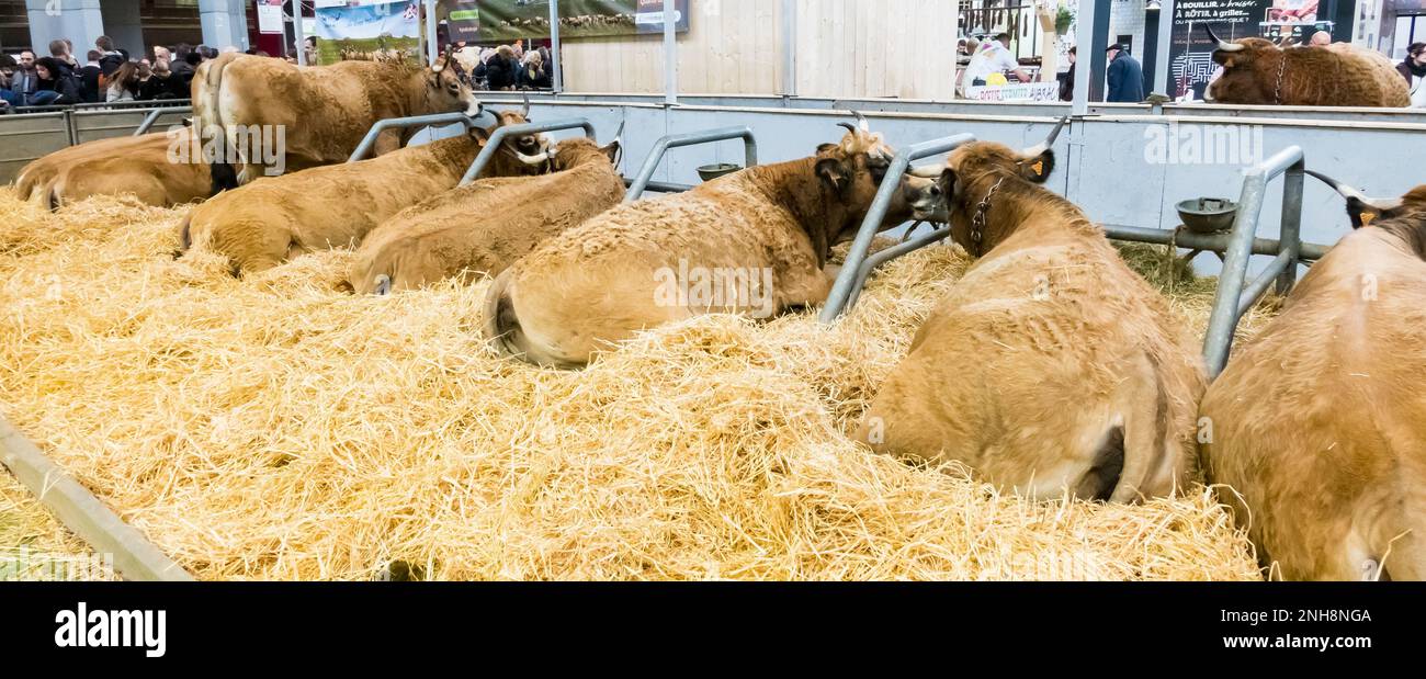 PARIS, FRANCE - MARCH Circa, 2020. Aubrac cows lying on straw at the ...