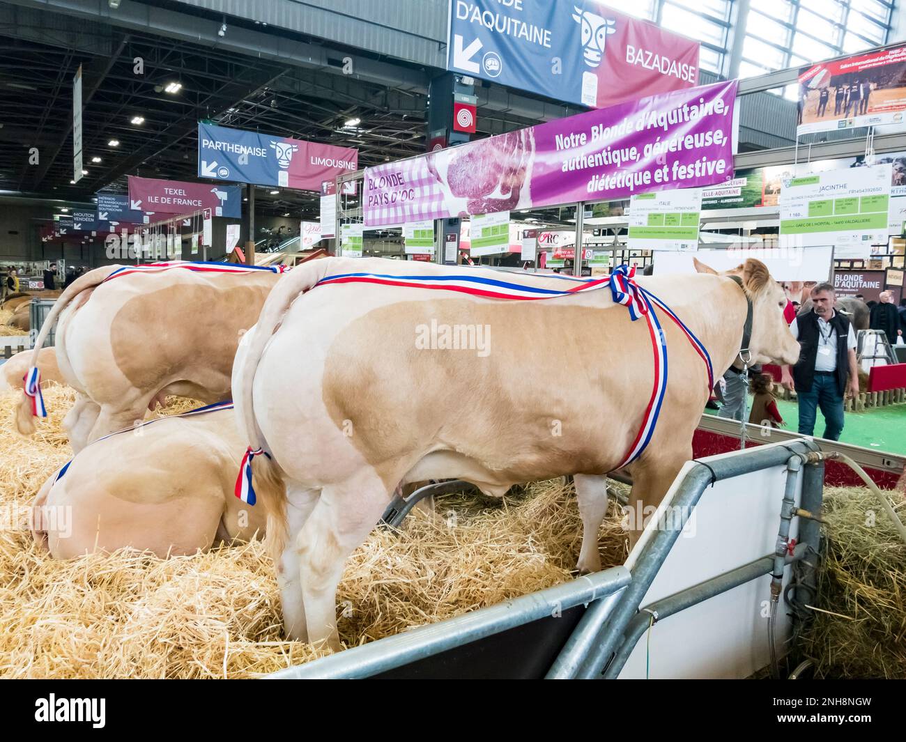 PARIS, FRANCE - MARCH Circa, 2020. Blonde d'Aquitaine cows standing on ...