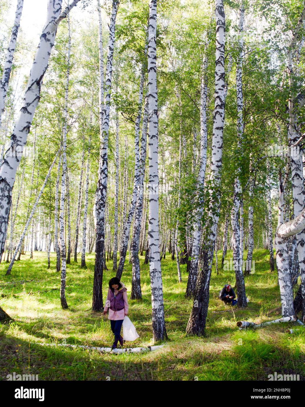 A Russian girl walks through a sunny birch forest in search of ...